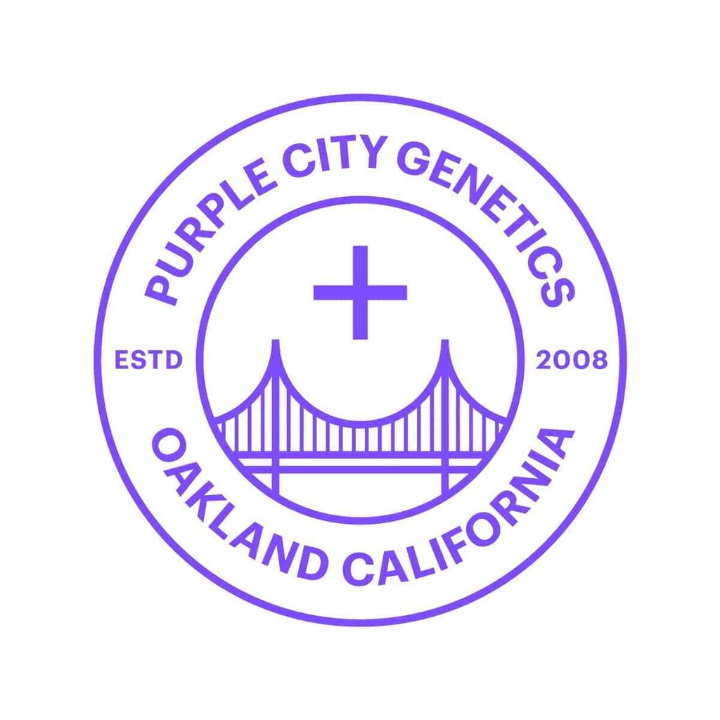 Swayze Regular Cannabis Seeds– Purple City Genetics – Alpha Seeds