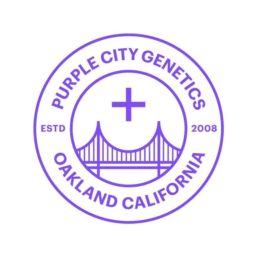 Fillmore Slim Feminised Cannabis Seeds – Purple City Genetics – Alpha Seeds