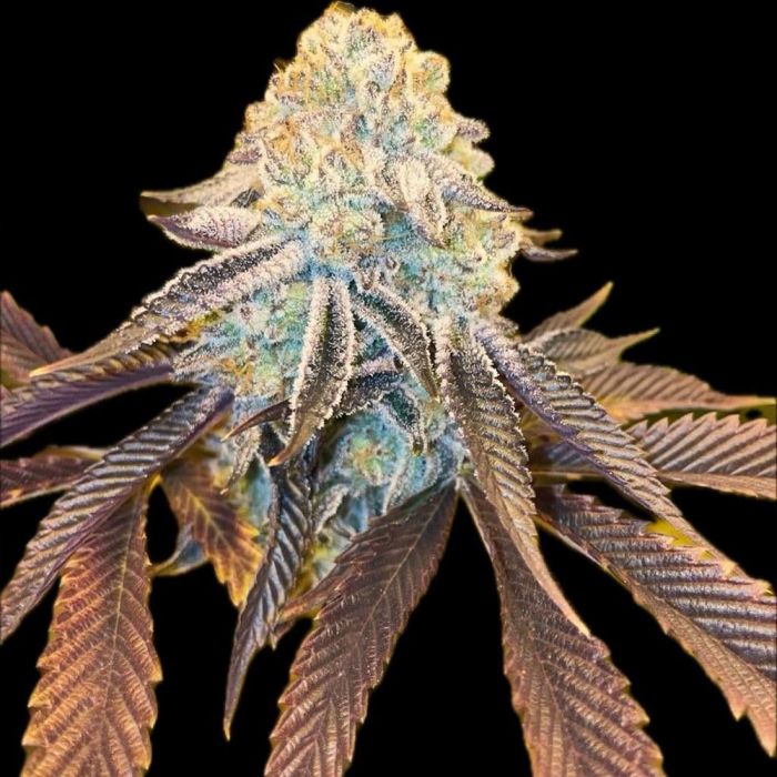 Bad Girlz Regular Cannabis Seeds by Dank Genetics – Alpha Seeds
