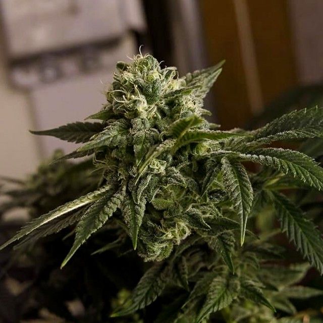 O.D.B (Old Dirty Biker) aka Cheesy Rider Female Cannabis Seeds – Alpha ...
