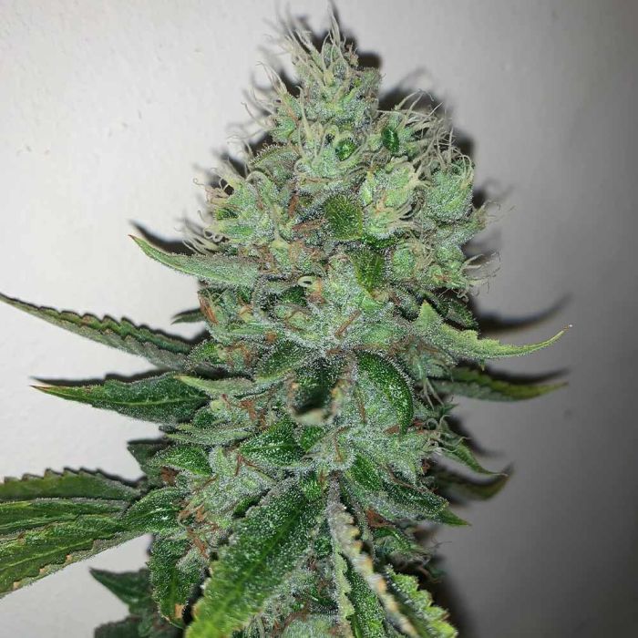 East Coast Sour Peach by Spitfire Genetics – Alpha Seeds