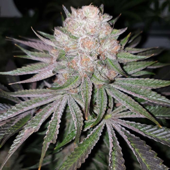 41 Sherb x Melon - F6 – Alpha Seeds
