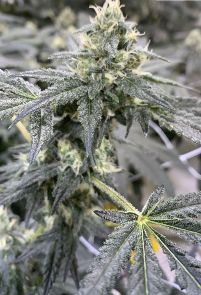 Wilson Zero – Alpha Seeds