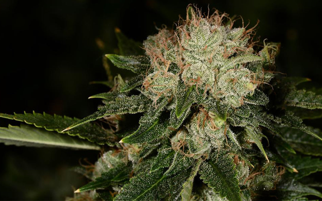 Original Bruce Banner F2 -R10 – Alpha Seeds