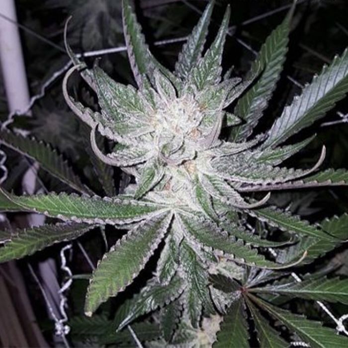 Double Grape - R10 – Alpha Seeds
